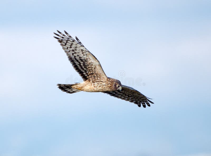 Predatore Nordico in Volo, Marsh Hawk Immagine Stock - Immagine di ...