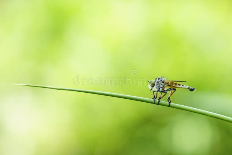 344 Predators Wallpaper Hockey Stock Photos - Free & Royalty-Free Stock ...