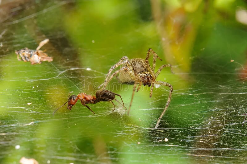 Predators and prey stock photo. Image of insect, macro - 11958776