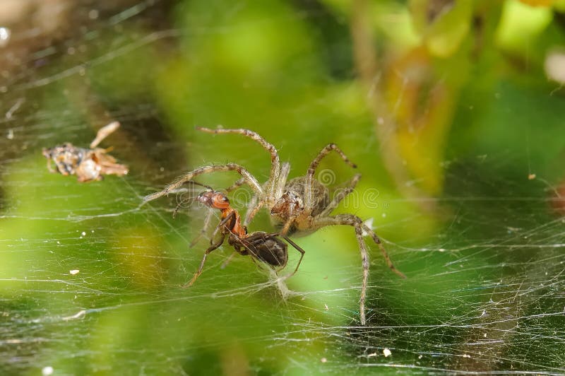 Predators and prey stock image. Image of horror, legs - 12064967