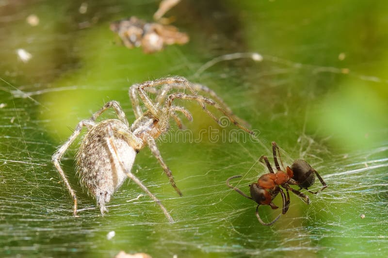 Predators and prey stock photo. Image of hairy, close - 12064968
