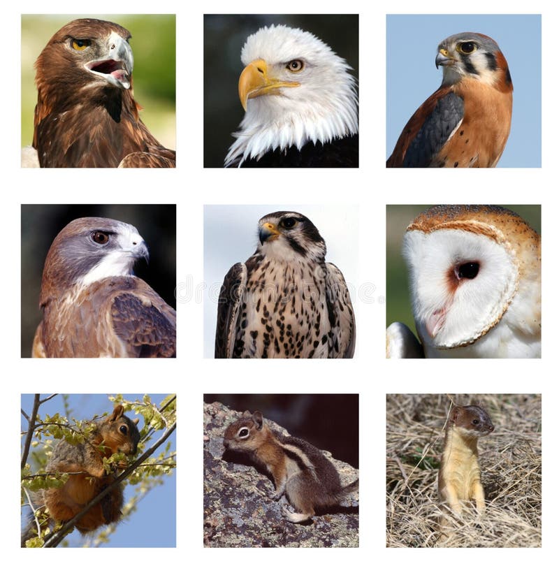 3,510 Collage Animals Stock Photos - Free & Royalty-Free Stock Photos ...
