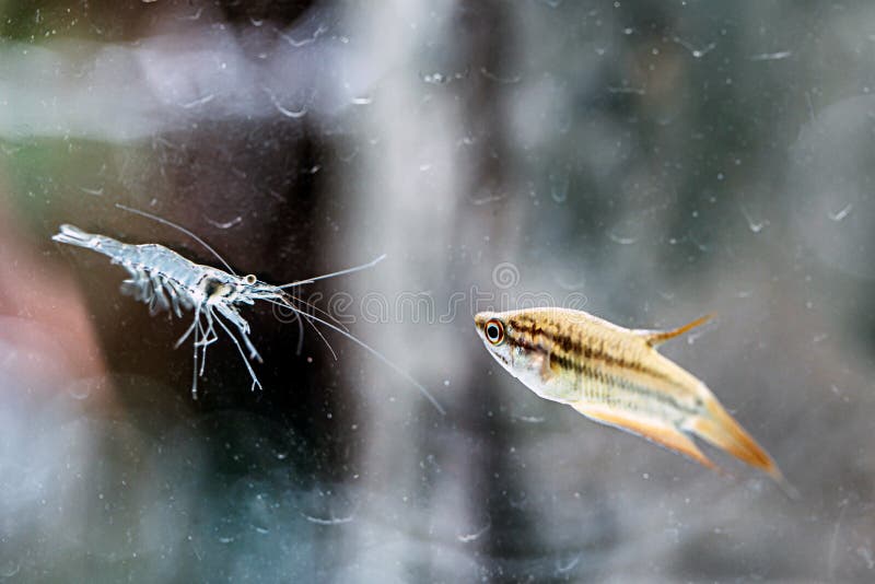 Predators and Prey collage stock image. Image of hunters - 7545719