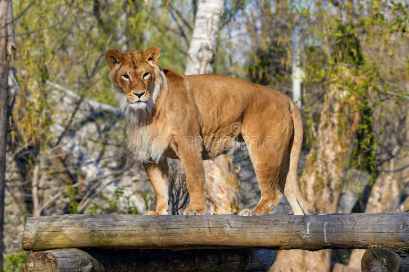 A Predatory Animal - a Young Lioness on a Platform Made of Logs Stock ...