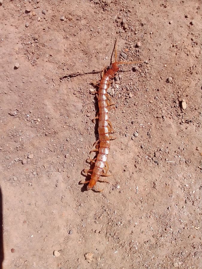 A Centipede from the Class Chilopoda, June 2022 in Kenya Stock Image ...