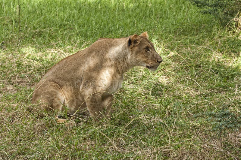 Predatory behaviour stock photo. Image of carnivore, park - 37506728