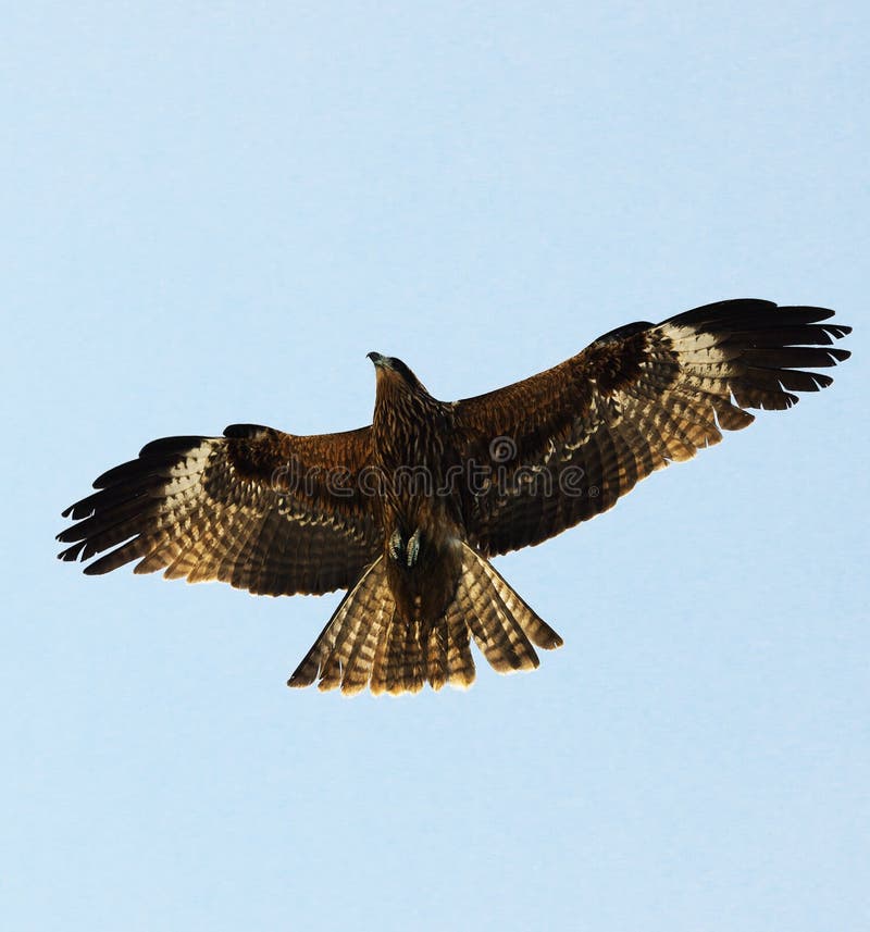 Predatory bird stock photo. Image of raptor, flying, strong - 14523750