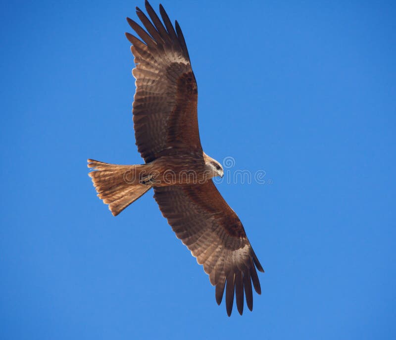 Predatory bird stock photo. Image of adult, buzzard, heavenly - 15840158