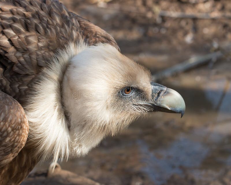 Predatory Bird Head Looks into the Distance Stock Image - Image of ...