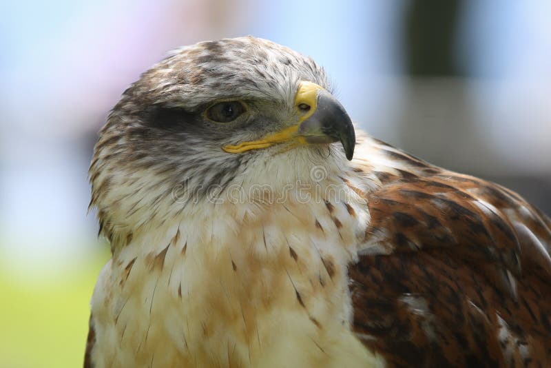 Predatory Bird stock photo. Image of falconer, wildlife - 37482284