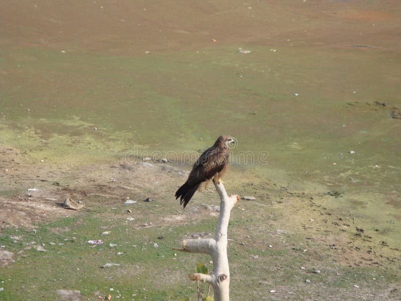 A Predatory Bird or Bird of Prey Stock Photo - Image of flight, raptor ...