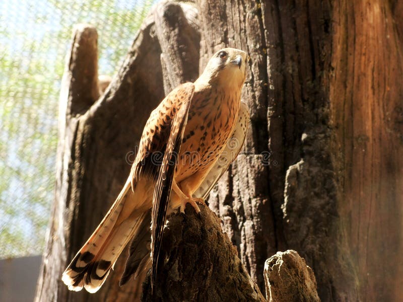 Predatory bird stock photo. Image of bird, keen, scope - 72717928