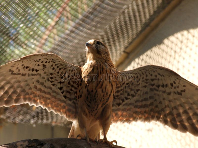 Predatory bird stock photo. Image of bird, claws, hunting - 72718642
