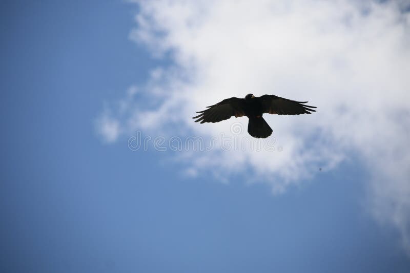 Predatory Bird Up in the Blue Sky Looking To Its Left Stock Image ...