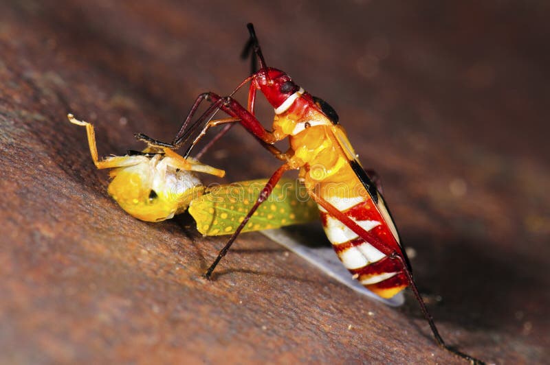 A Predatory Bug on Its Beetle Victim Stock Image - Image of attack ...