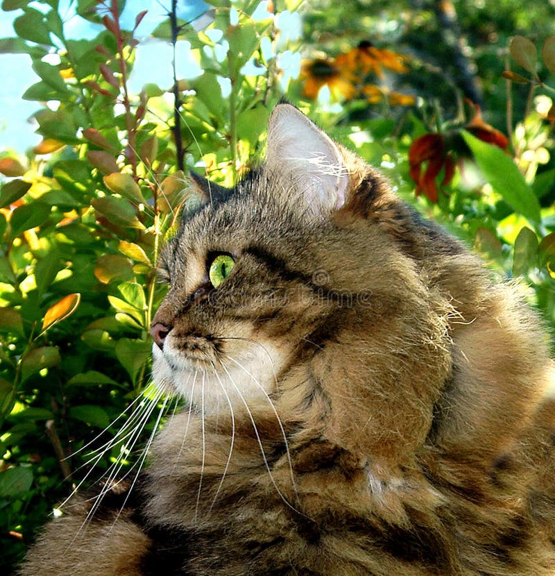 A Predatory Cat on the Hunt Stock Photo - Image of breed, mustache ...