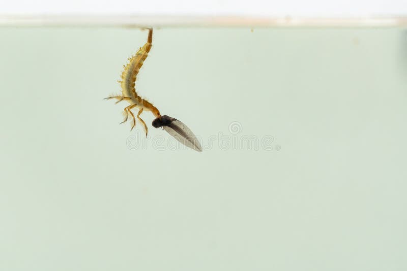 Predatory diving beetles stock photo. Image of dytiscidae - 179093356