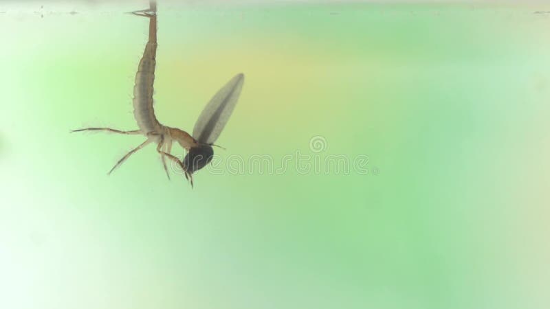 Predatory diving beetles stock video. Video of aquatic - 179095551