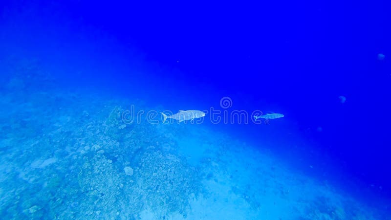 Fish at the Bottom of the Red Sea Swims and Tracks Down Prey Stock ...