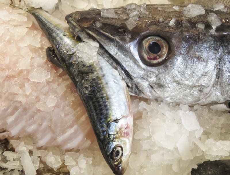 Predatory Fish with Catched Smaller Fish Stock Image - Image of ...