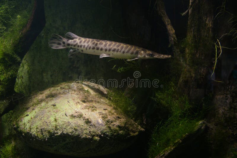 Predatory Fish Lepisosteus Oculatus in a Large Aquarium Stock Photo ...