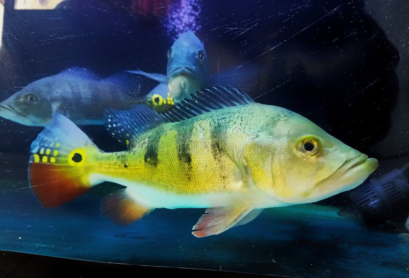 Predatory Fish, Mono Type Pbass Stock Photo - Image of predatory, pbass ...