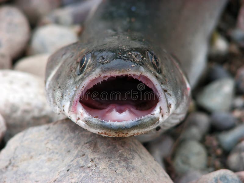 Fish eye. stock image. Image of fish, close, detail, nature - 18935069