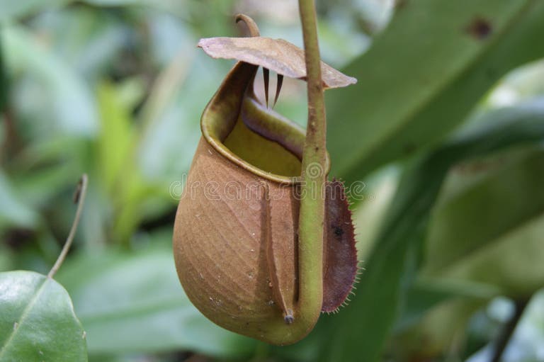 Predatory flowers. stock image. Image of carnivorous - 13972611