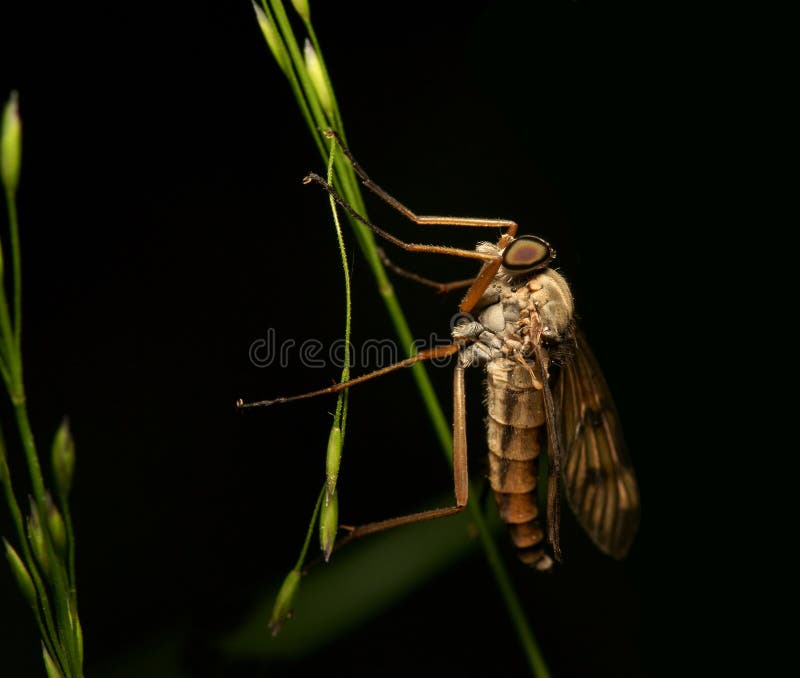 Predatory fly stock image. Image of hunter, insect, macro - 10516503