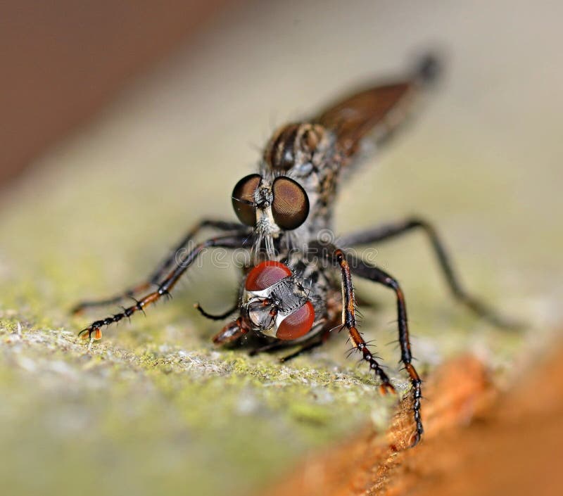 Predatory fly stock image. Image of landscapes, asilidae - 46731979
