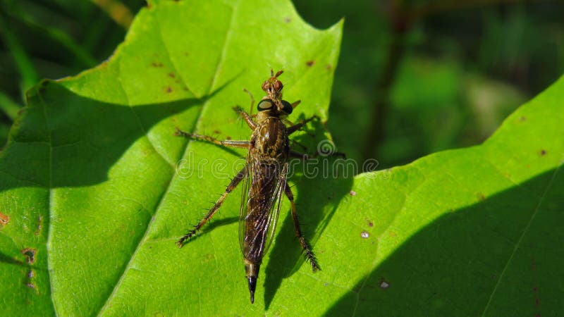 Predatory fly eating stock photo. Image of insect, tree - 154914140
