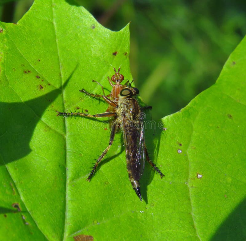 Predatory fly stock image. Image of landscapes, asilidae - 46731979
