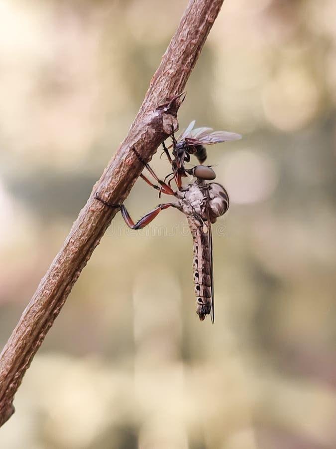 Small brown predatory fly stock image. Image of insect - 264566011