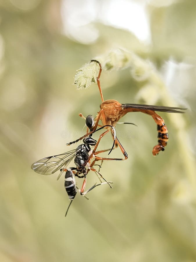 A Predatory Fly Eats a Wasp Stock Image - Image of pest, hanging: 264566021