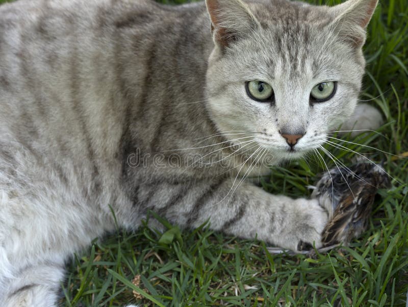 Predatory Gaze of Young Cat Stock Image - Image of selective, predatory ...