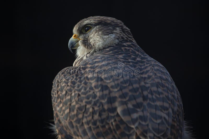 The Predatory Hawk and Its Sharp Eye Stock Image - Image of nature ...