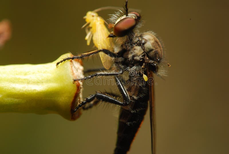 Predatory Insect stock image. Image of predator, macro - 14759567
