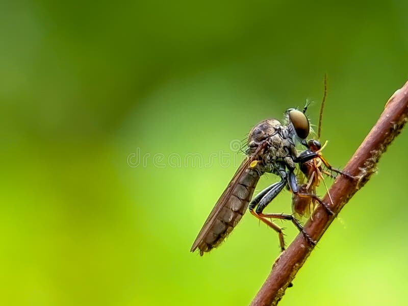A Predatory Insect is Enjoying Its Catch Stock Photo - Image of ...