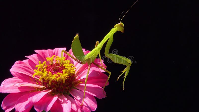 The Predatory Insect Preys on Plants. the European Mantis Mantis ...