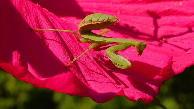 The Predatory Insect Preys on Plants. the European Mantis Mantis ...