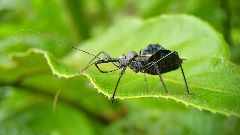 The Predatory Insect Sycanus Sp is a Biological Pest Controller. Stock ...