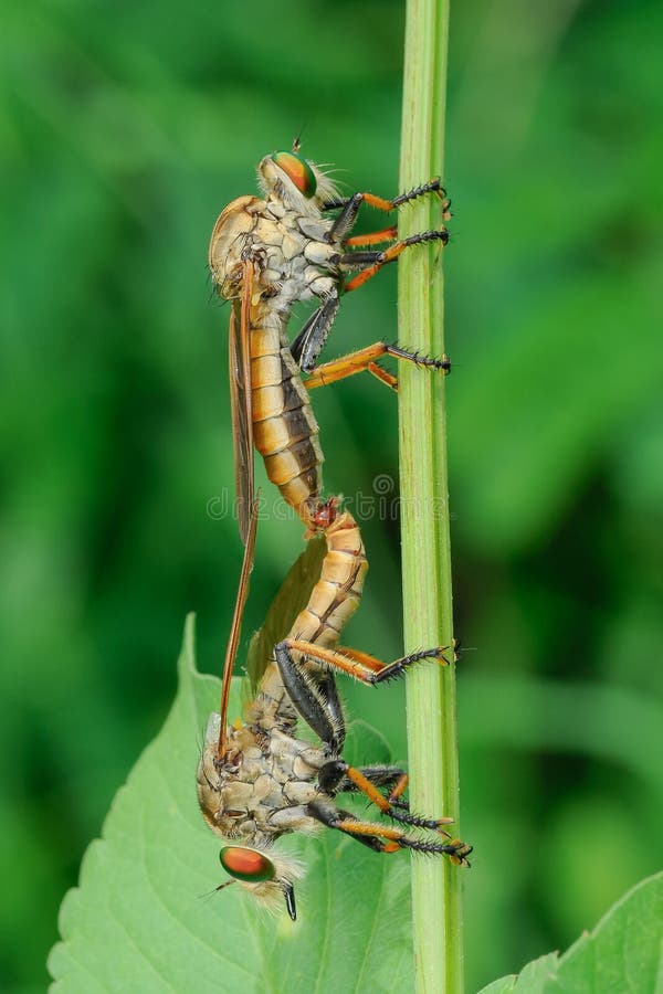Predatory Insects, Aka Robberflies, are Perched on Grass Stalks while ...