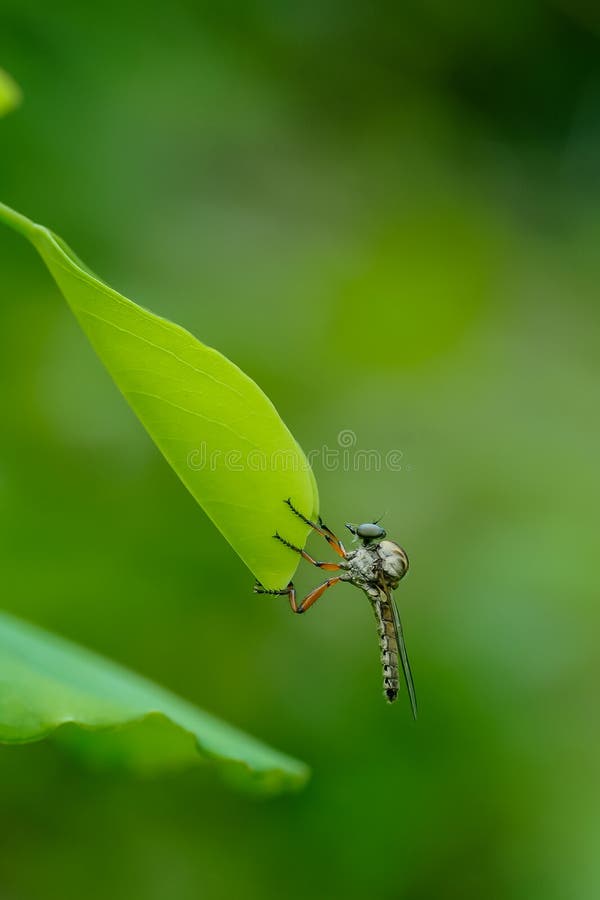 Predatory Insects, Aka Robberflies, are Perched on the Tip of Dry Leave ...