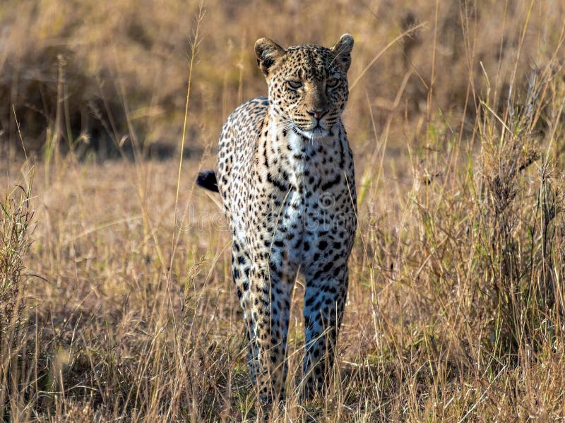 A Predatory Leopard on the Hunt Stock Photo - Image of grass, prairie ...