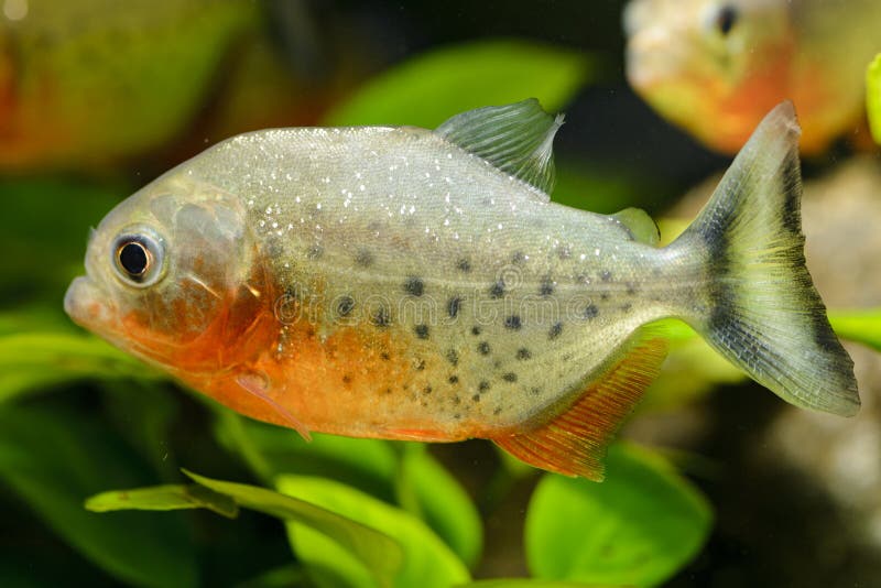 Predatory Pirani Fish in the Aquarium 2018 Stock Image - Image of gills ...
