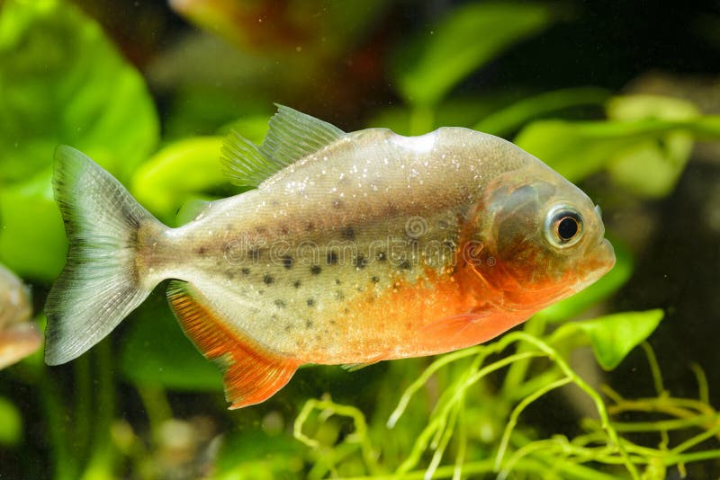 Predatory Pirani Fish in the Aquarium, Ukrein. 2018 Stock Image - Image ...