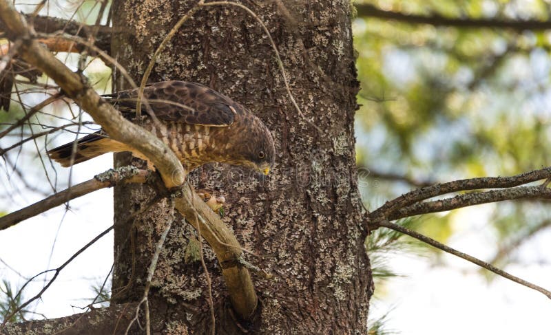 Predatory, Red-Tail Hawk Lands on Branch, Eats a Frog. Stock Photo ...