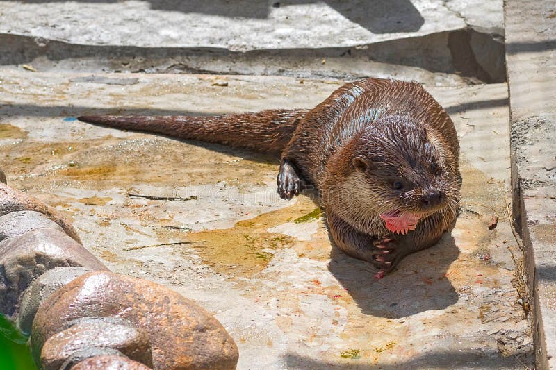 River otter Close-up stock image. Image of natural, hunter - 99601749