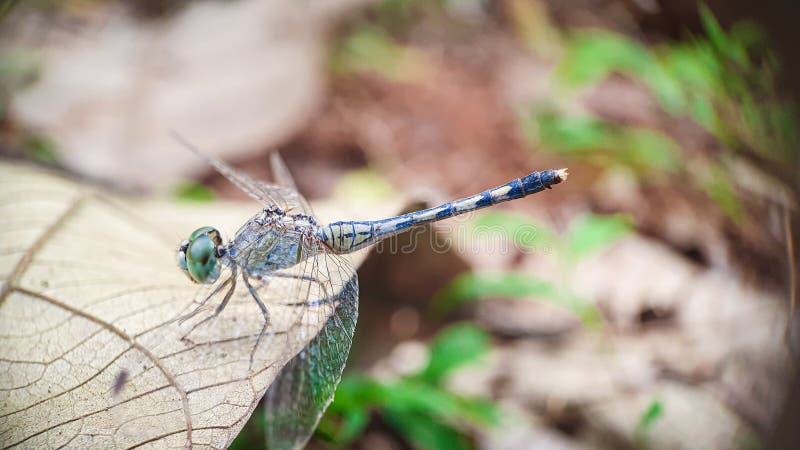 Predatory Robber Fly Perched on a Cracked Dry Leaf in Sri Lanka. Stock ...
