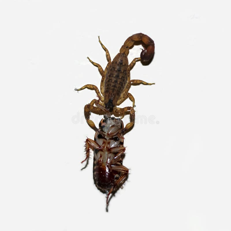 Predatory Scorpions are Eating Their Prey, Which is Cockroaches. on a ...